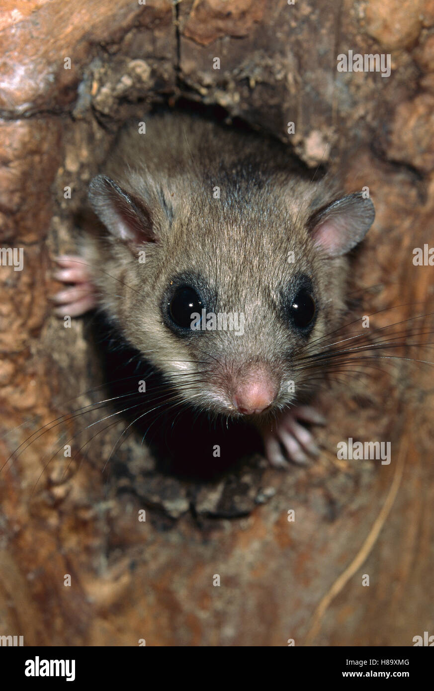 Fat Dormouse (Glis glis) peeking out of nest hole, Austria Stock Photo ...