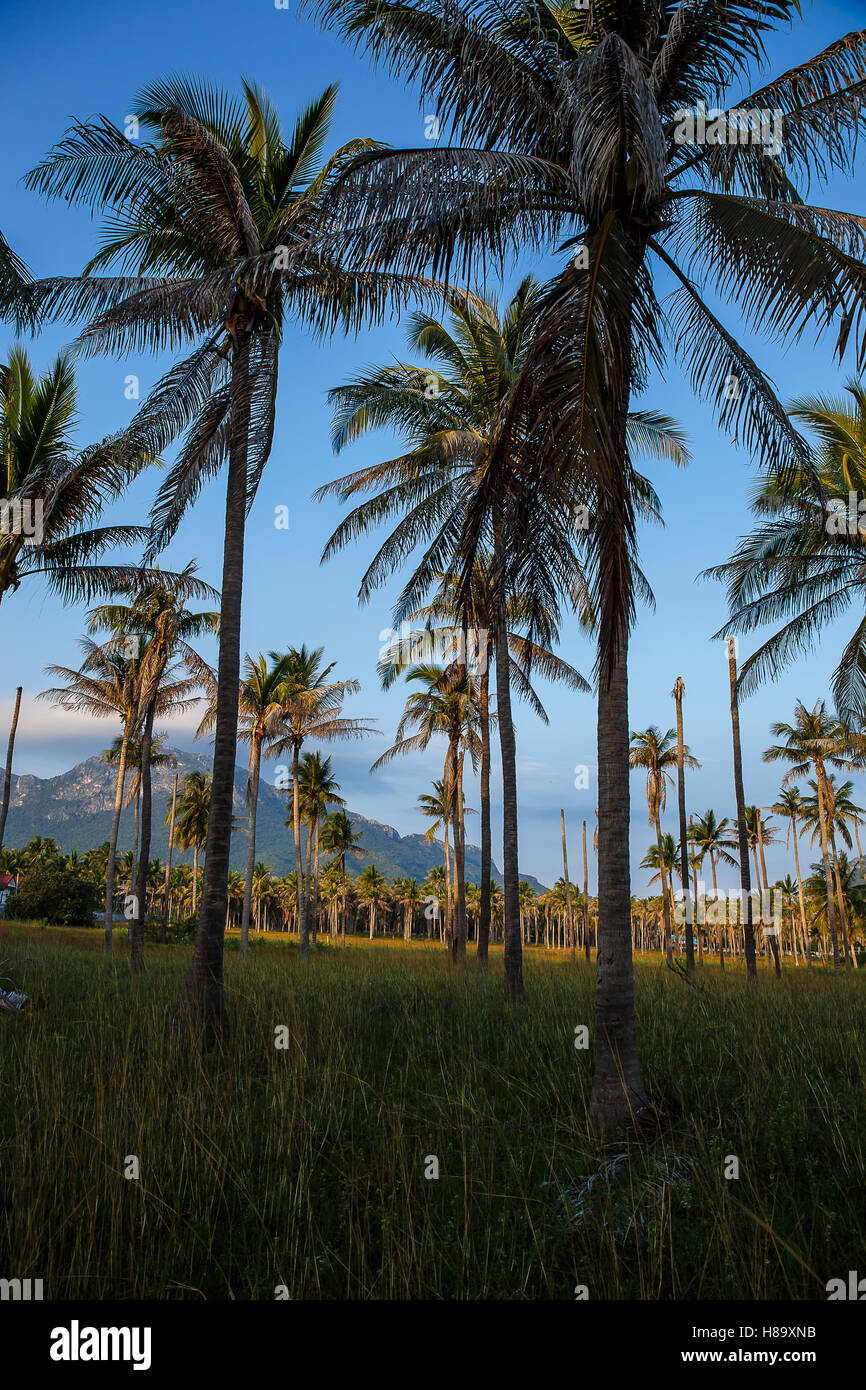 Coconut tree in garden Stock Photo - Alamy
