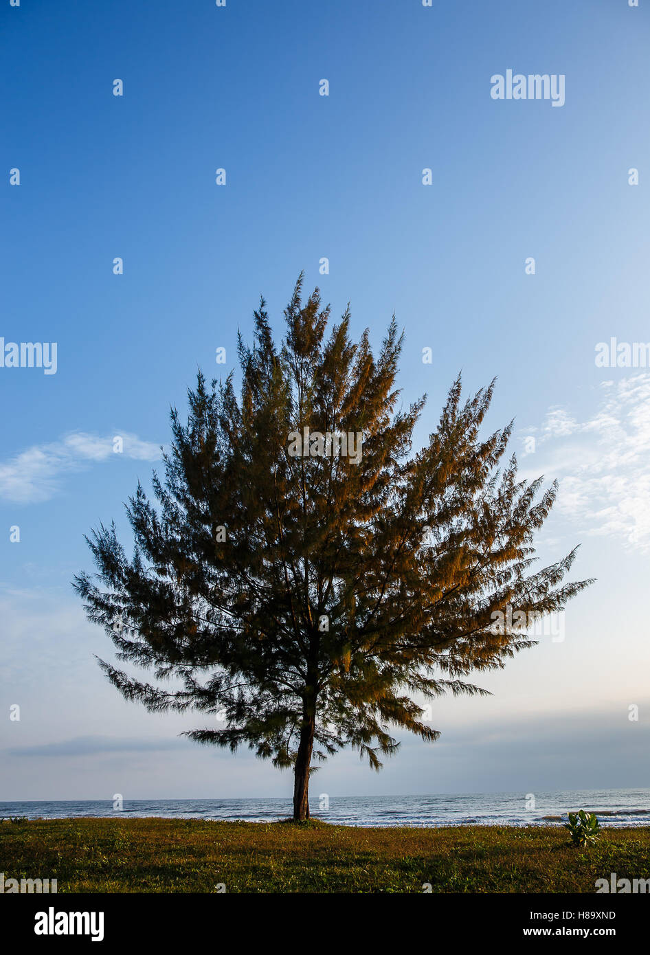 Seascape with lonely pine tree on beach at Thailand Stock Photo - Alamy