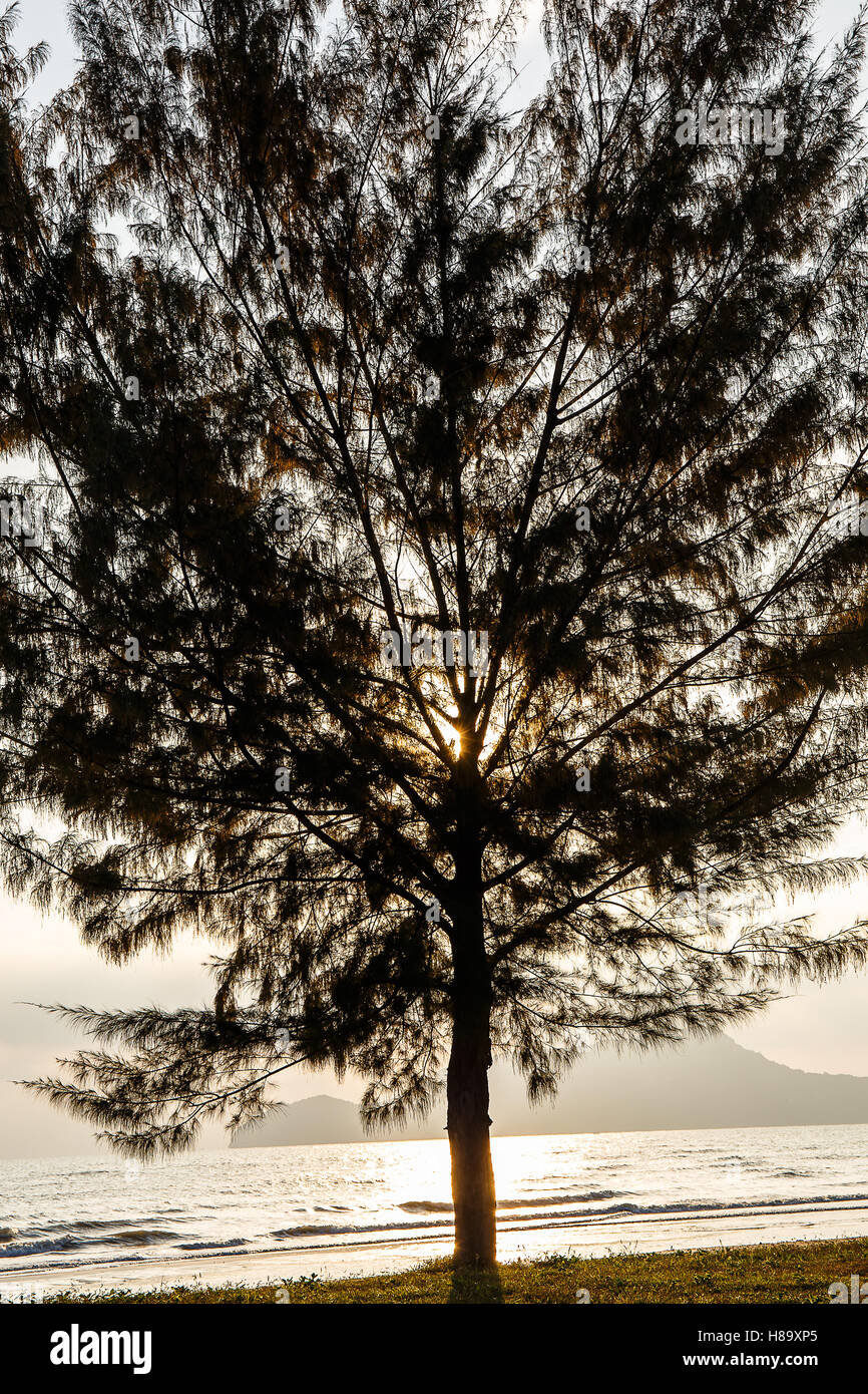 Seascape with lonely pine tree on beach at Thailand Stock Photo - Alamy