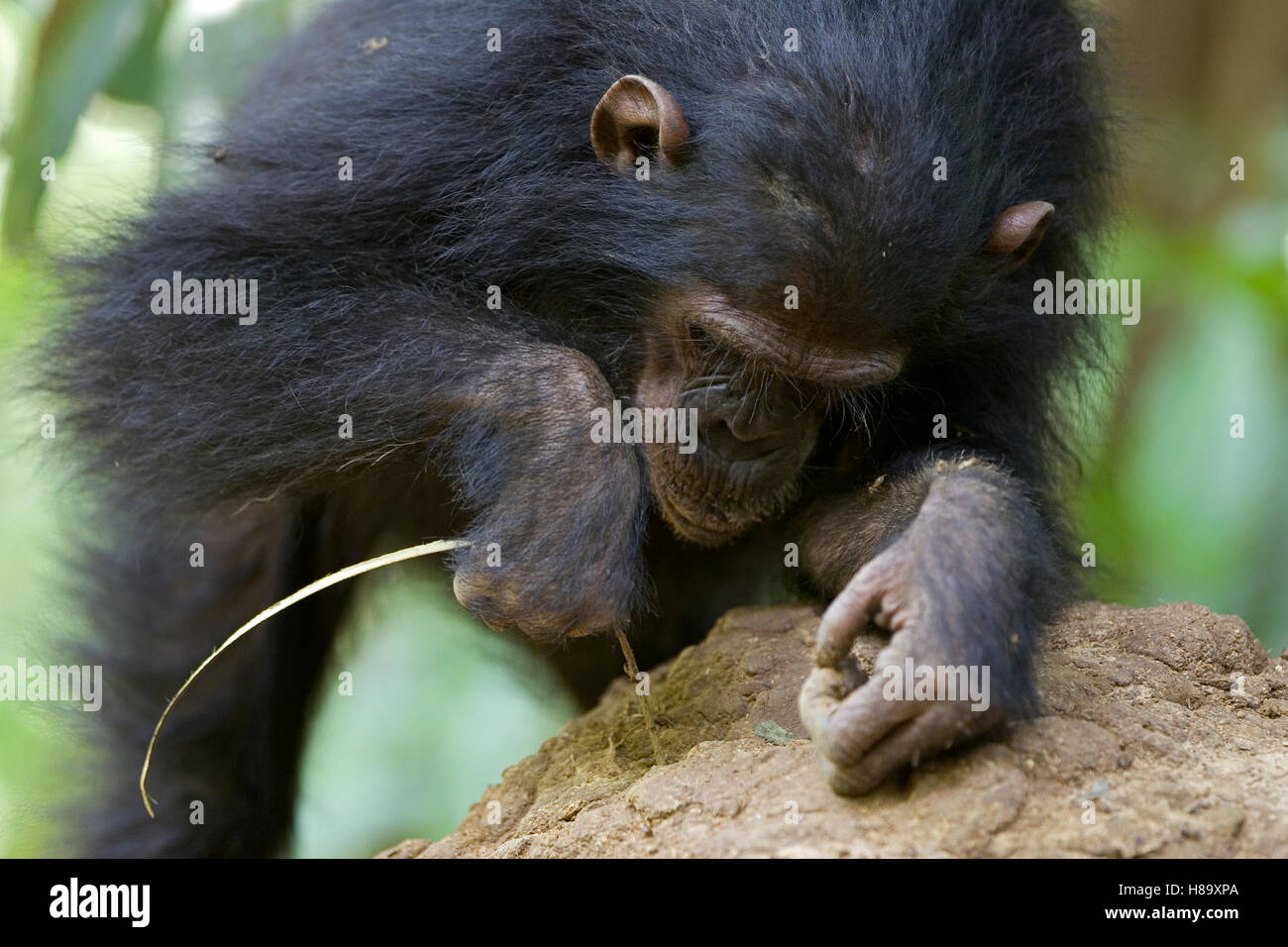 Chimpanzee (Pan troglodytes) juvenile fishing for termites, endangered ...