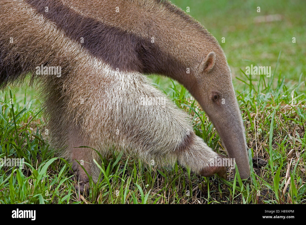 Giant Anteater (Myrmecophaga tridactyla) searching for insects in grass ...
