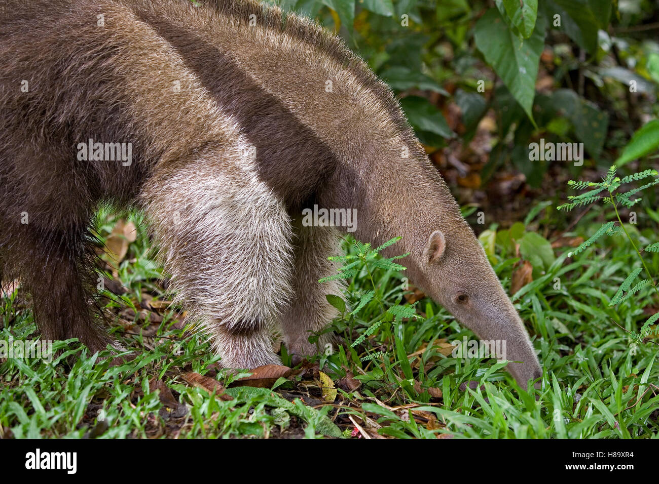 Giant Anteater (Myrmecophaga tridactyla) foraging for insects, Amazon ...