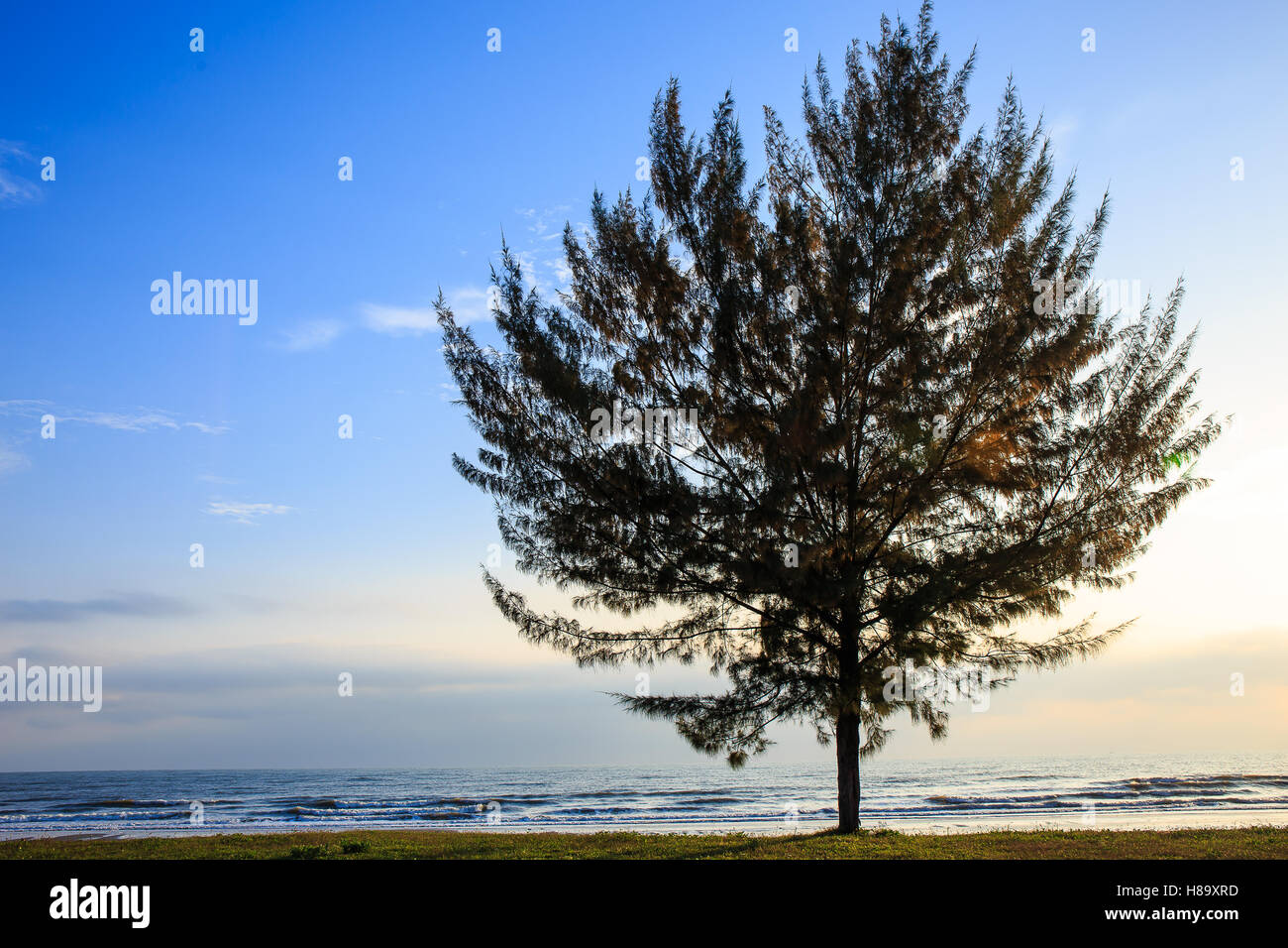 Seascape with lonely pine tree on beach at Thailand Stock Photo - Alamy