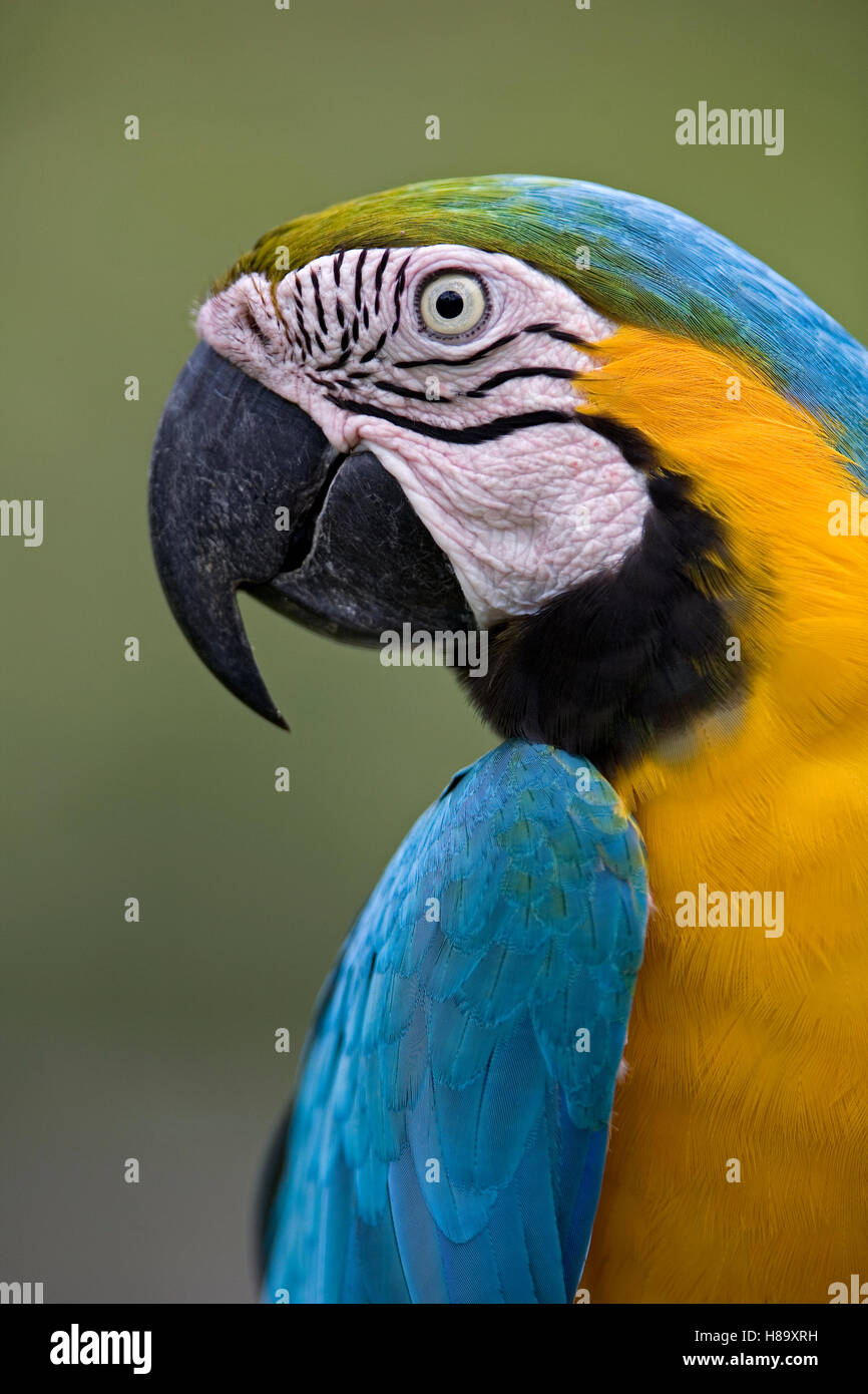Blue and Yellow Macaw (Ara ararauna) portrait, Amazon ecosystem, Peru ...