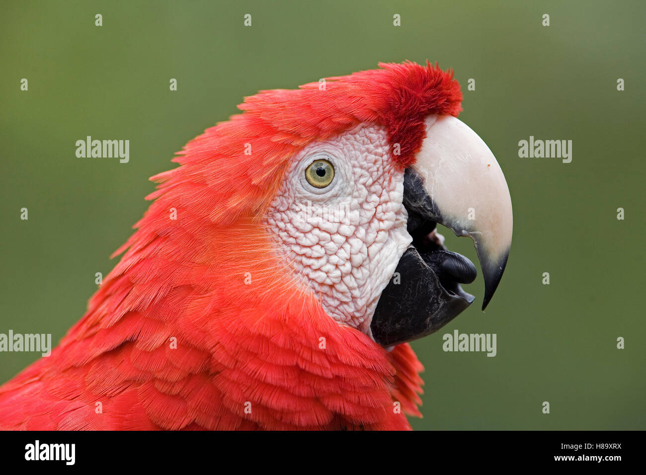 Scarlet Macaw (Ara macao) close up, portrait, Amazon ecosystem, Peru ...