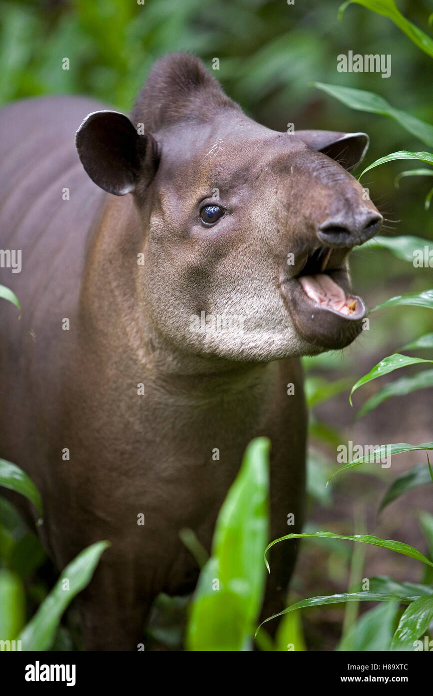 Brazilian Tapir (Tapirus terrestris) calling in rainforest, Amazon ...