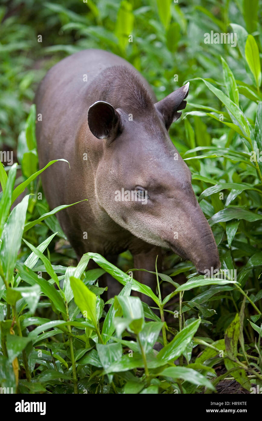 Brazilian Tapir (Tapirus terrestris) portrait amid foliage, Amazon ...