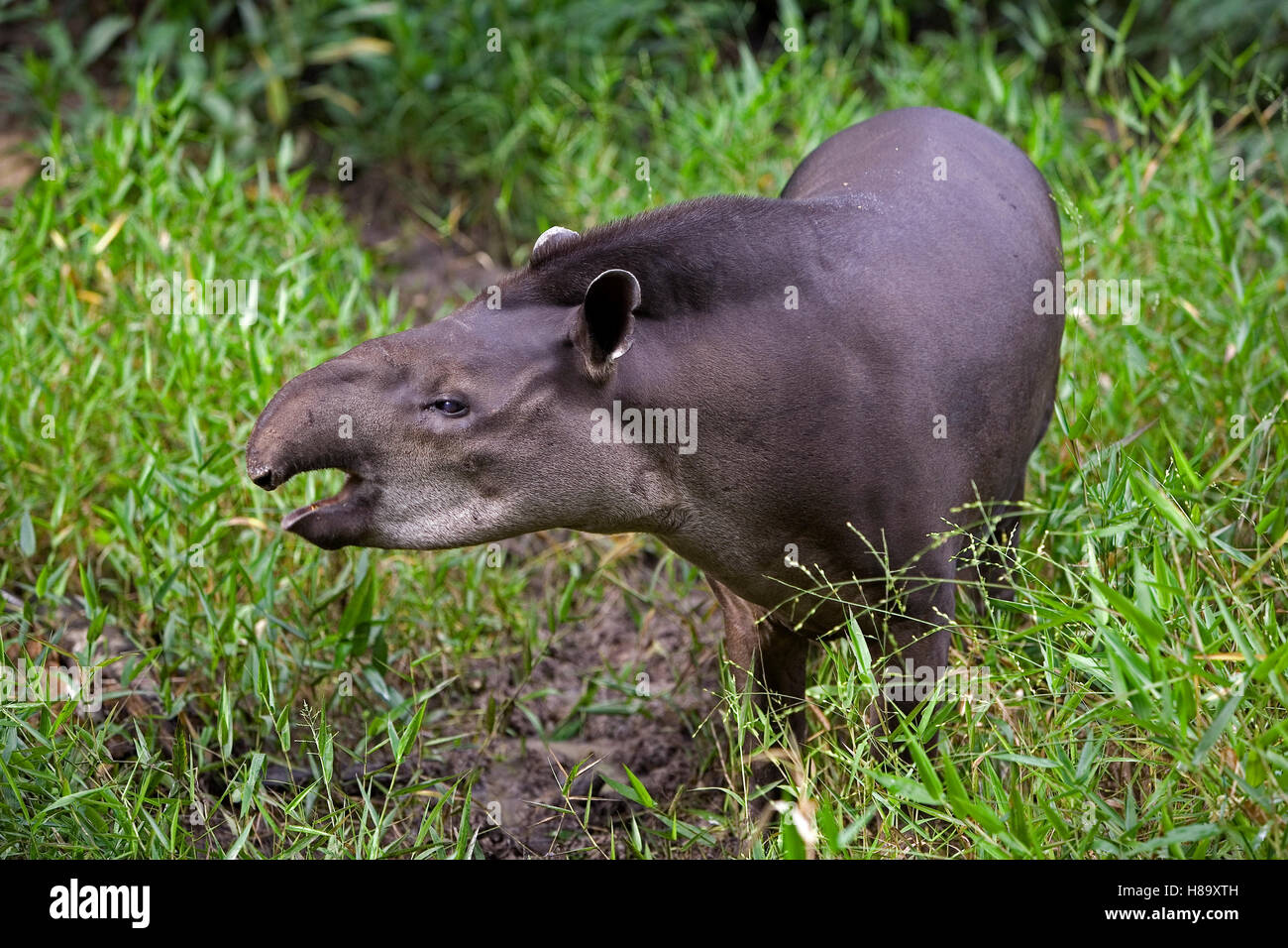 Brazilian Tapir (Tapirus terrestris) calling in rainforest, Amazon ...