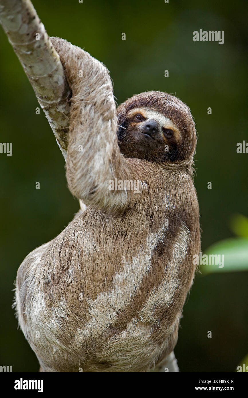 Brown-throated Three-toed Sloth (Bradypus variegatus) portrait, Amazon ...