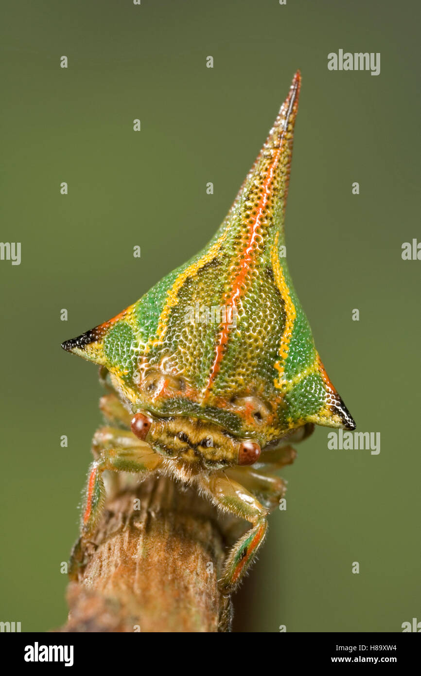 Treehopper (Membracidae) close up portrait, Santa Rosa National Park ...