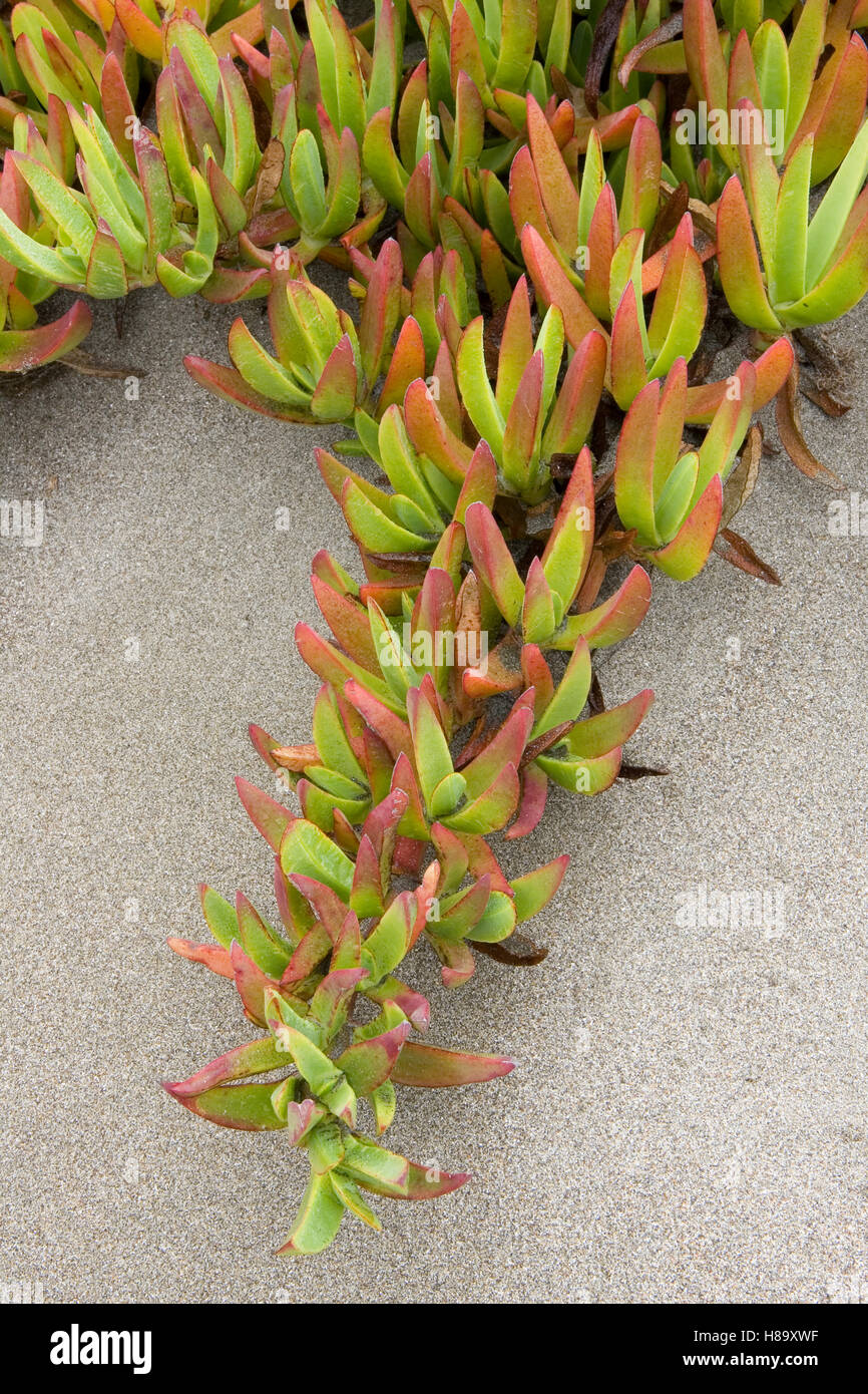 Ice Plant (Carpobrotus edulis) or Hottentot Fig growing in sandy soil ...