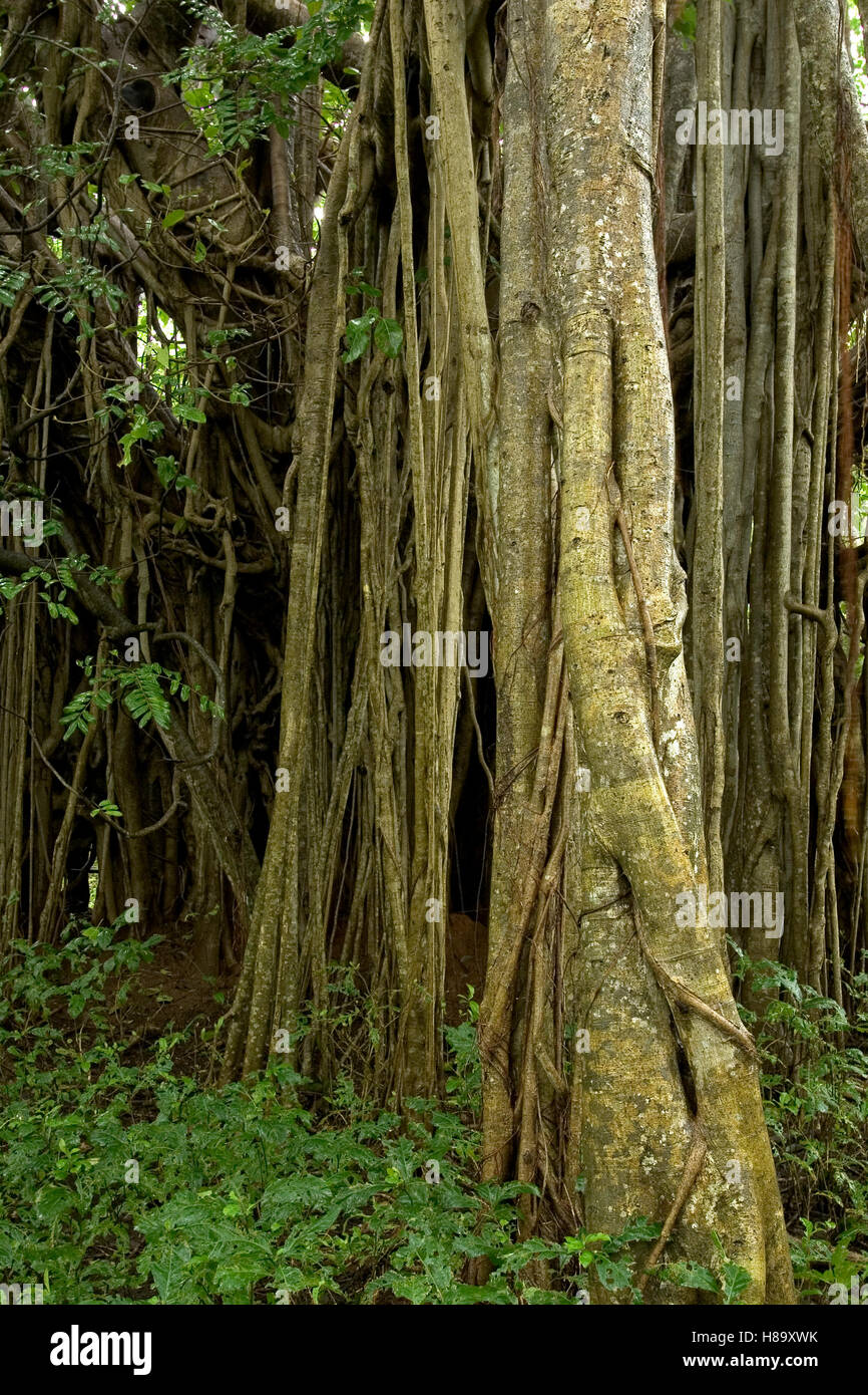 Fig (Ficus sp) showing aerial tree roots in the rainforest, Costa Rica ...