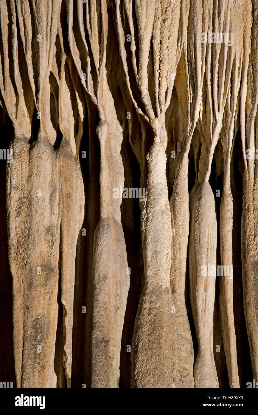 Stalactites in cave, Cacahuamilpa Caverns, Grutas de Cacahuamilpa ...