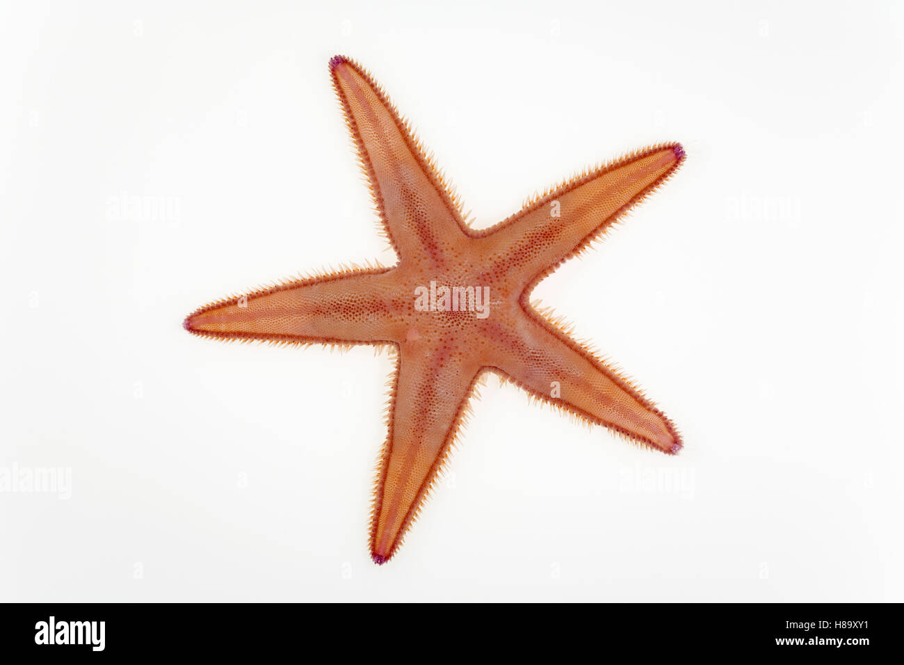 Starfish (Astropecten irregularis) diameter approximately five ...