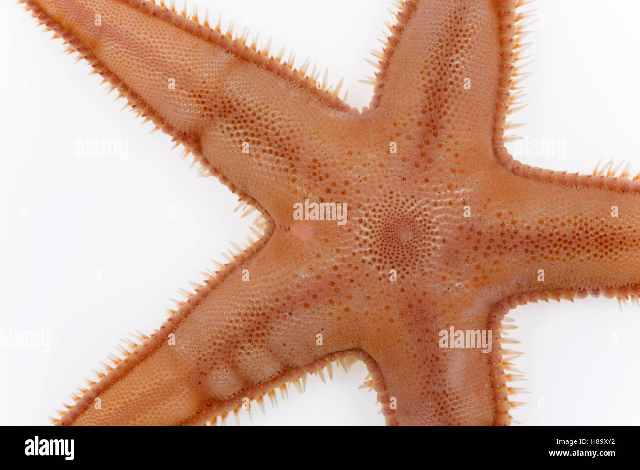 Starfish (Astropecten irregularis) diameter approximately five ...