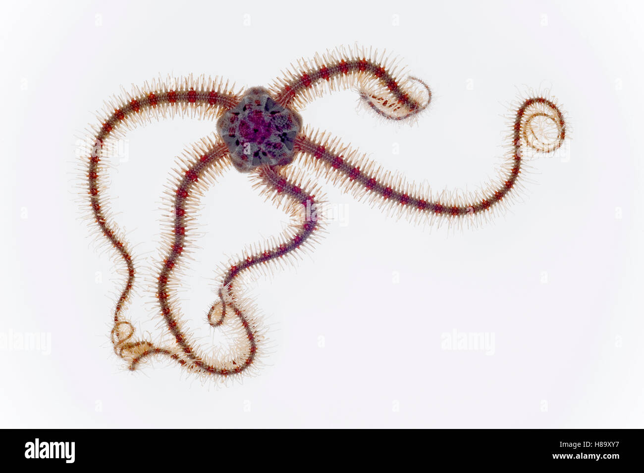 Common Brittlestar (Ophiothrix fragilis) outstretched approximately ...