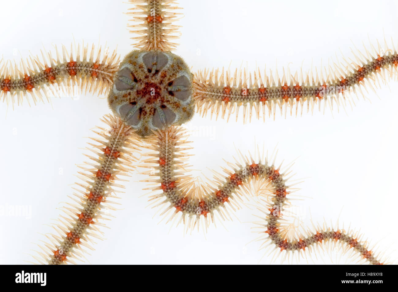 Common Brittlestar (Ophiothrix fragilis) detail, outstretched ...