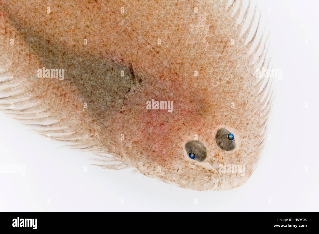 European Flounder (Platichthys flesus) approximately nine centimeters ...
