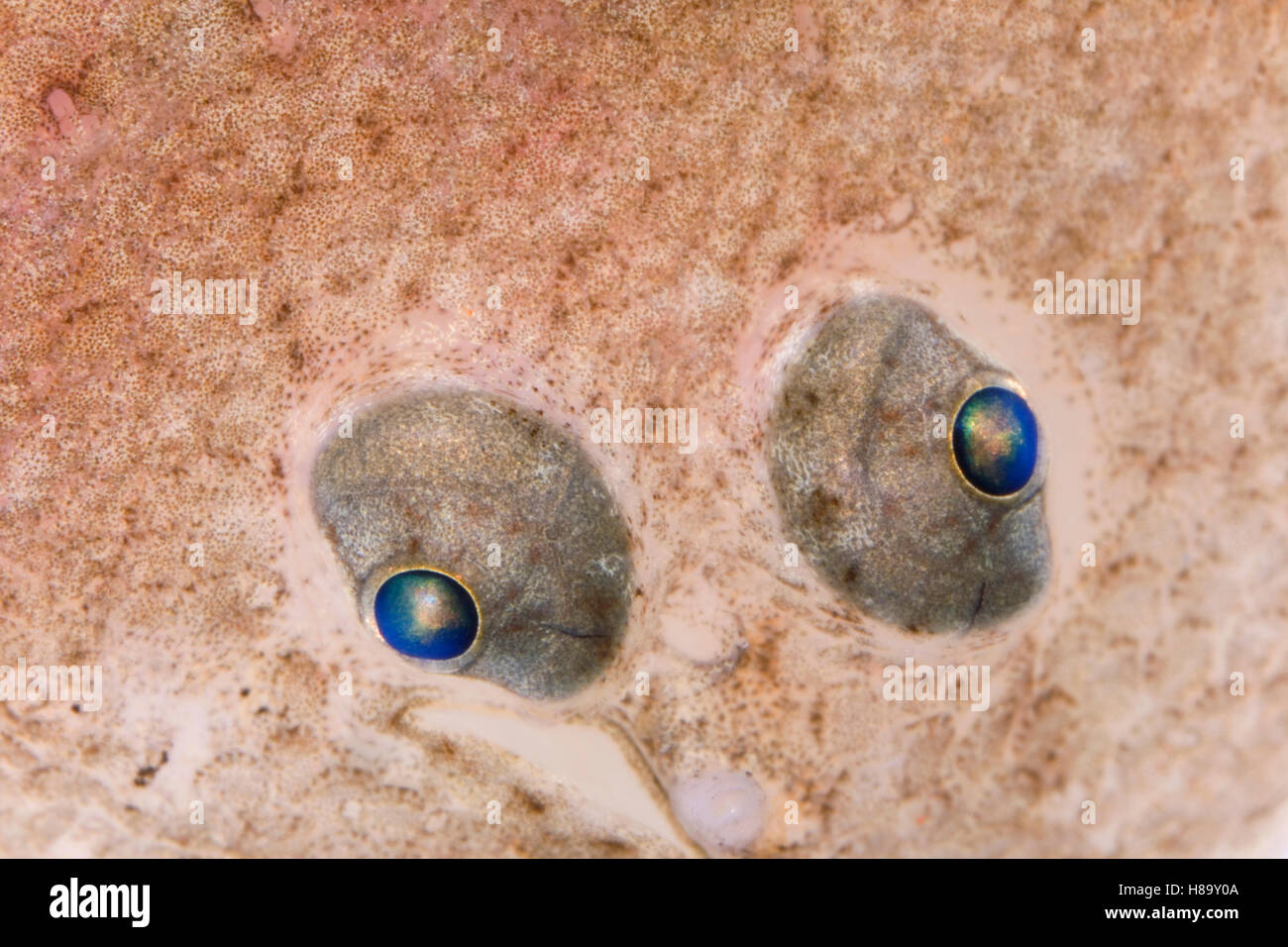 European Flounder (Platichthys flesus) eyes, fish is approximately nine ...