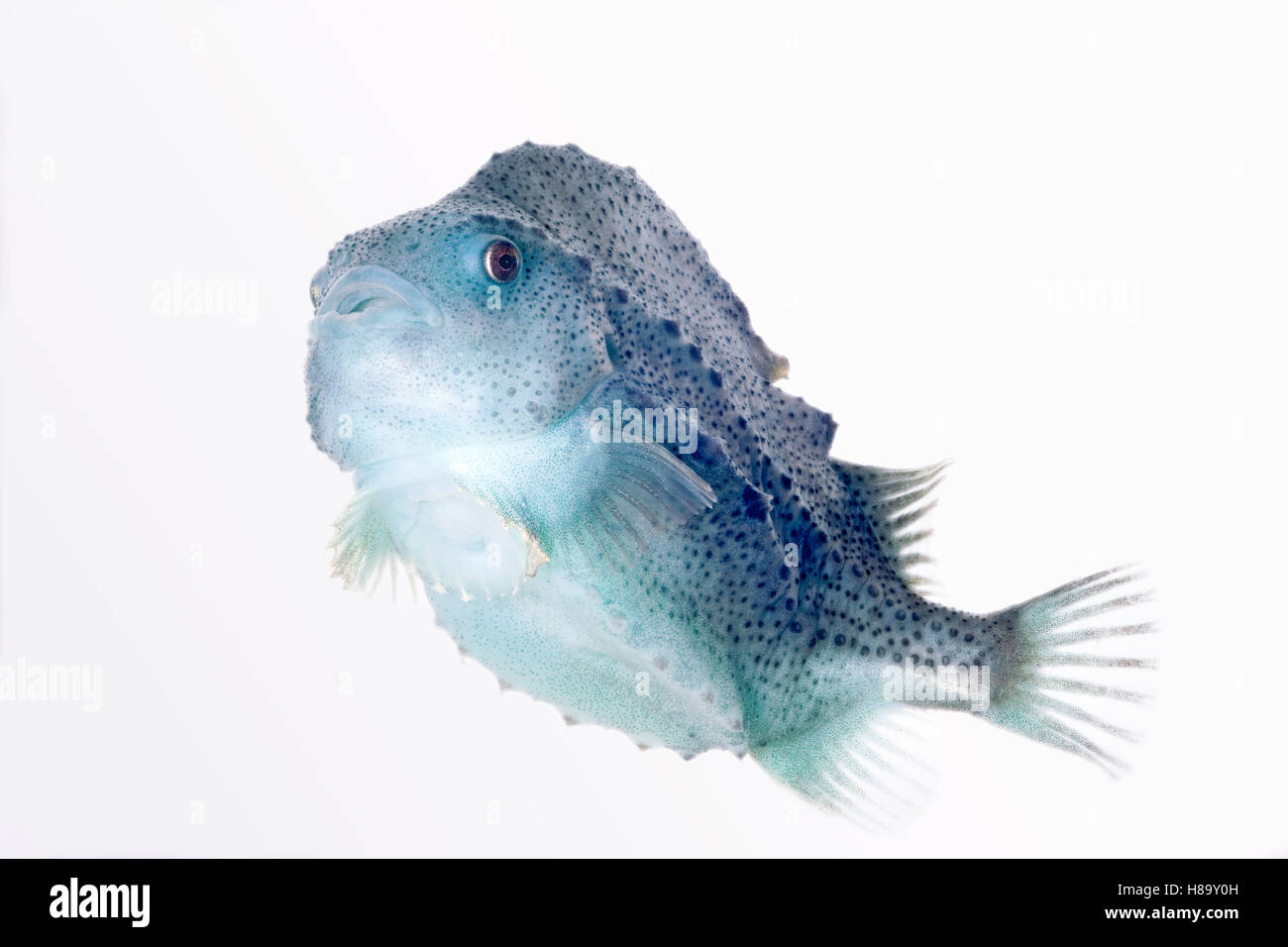 Lumpfish (Cyclopterus lumpus) twenty seven centimeters long, Helgoland ...
