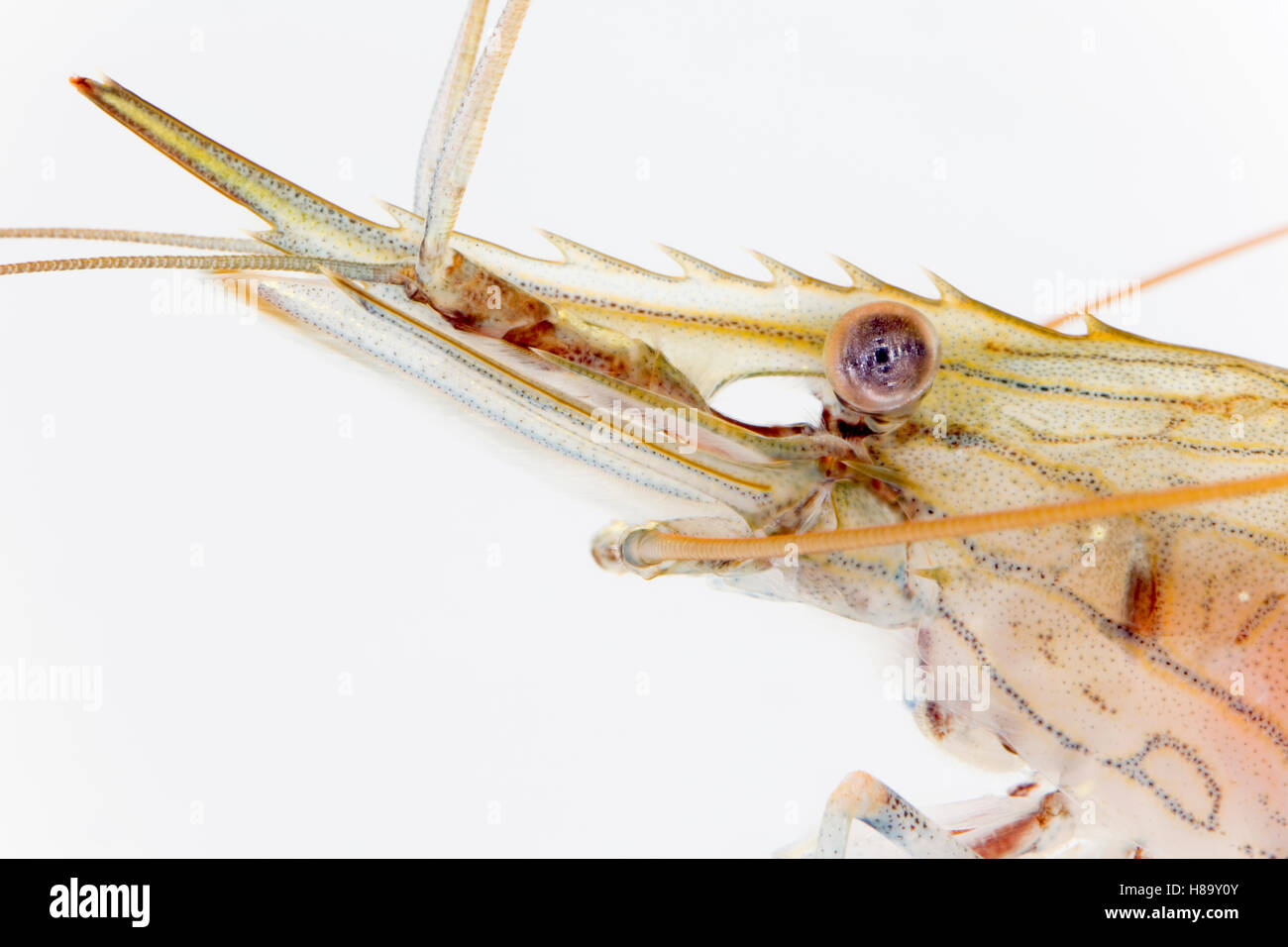 Common Prawn (Palaemon serratus) detail body length eight centimeters ...