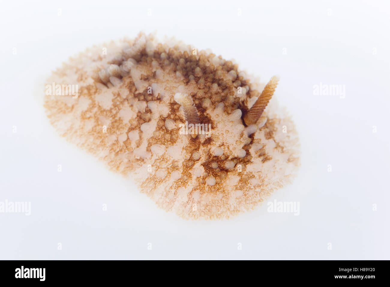 Barnacle-eating Onchidoris (Onchidoris bilamellata) two centimeters ...