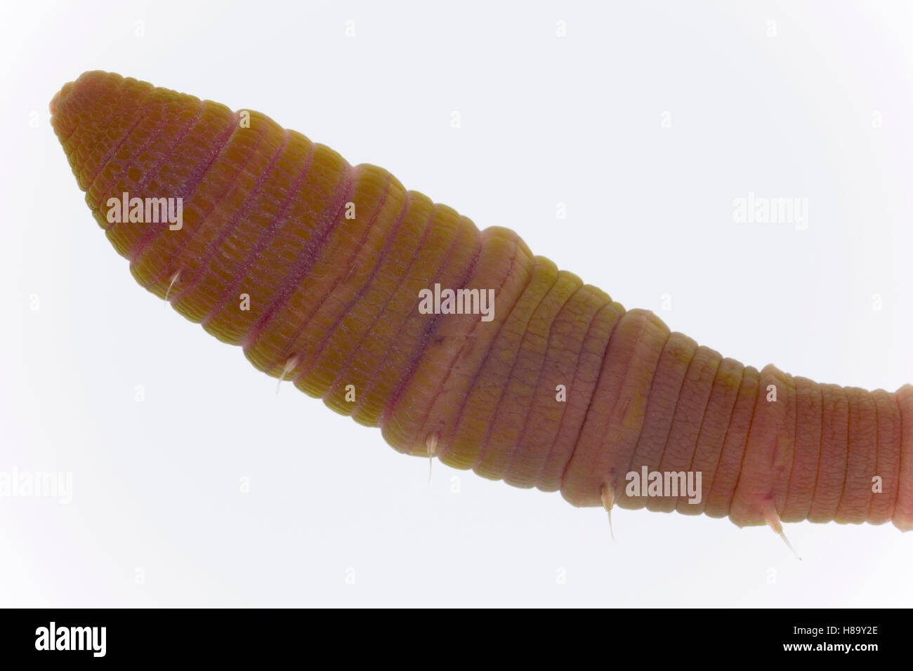 Lugworm (Arenicola marina) three centimeters, Helgoland, Germany Stock ...