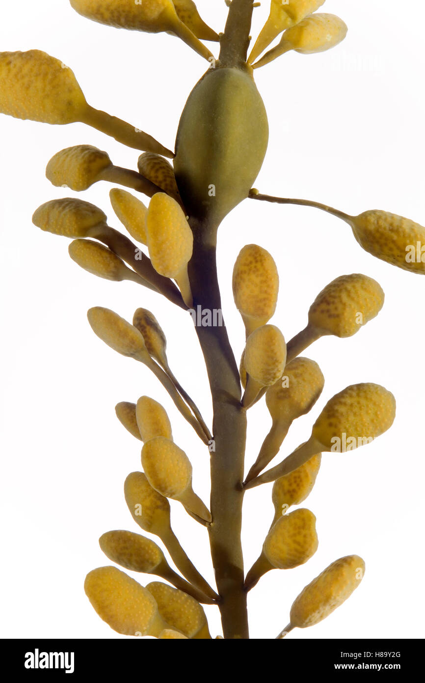 Knotted Wrack (Ascophyllum nodosum) an edible seaweed sixteen ...