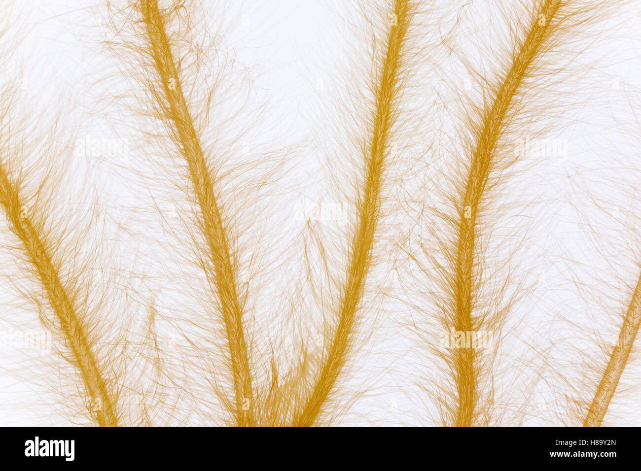 Lyngbye (Chorda tomentosa) algae four centimeters, Helgoland, Germany ...