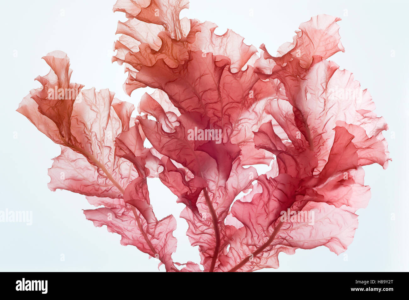 Sea Beech (Delesseria sanguinea) eighteen centimeters, Helgoland, Germany Stock Photo - Alamy