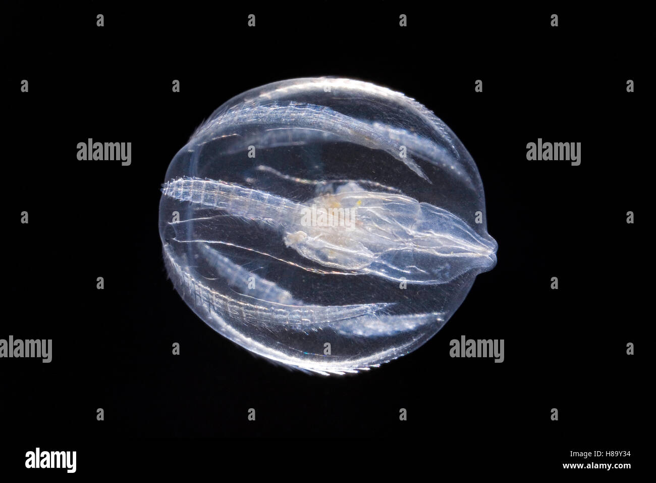 Sea Gooseberry (Pleurobrachia pileus) one centimeter, Helgoland ...