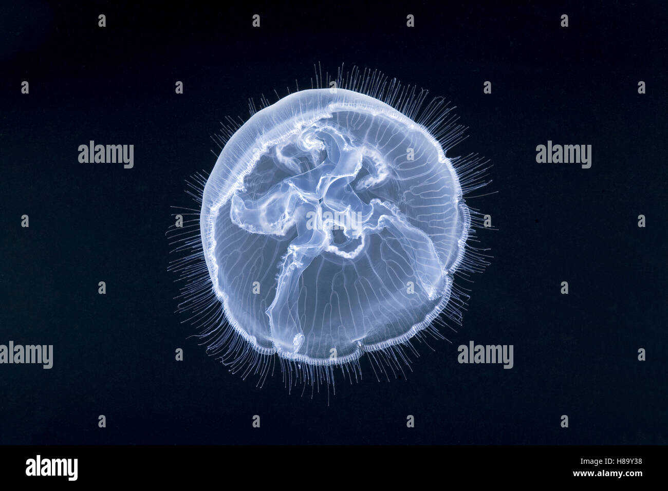 Moon Jelly (Aurelia aurita) twelve centimeters, Helgoland, Germany ...