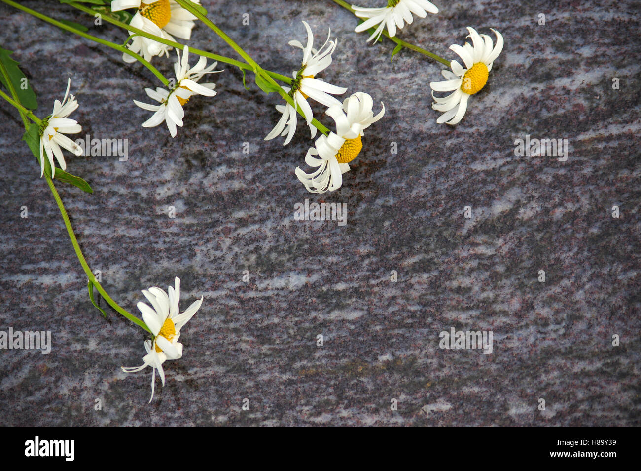 Porous Spots High Resolution Stock Photography and Images - Alamy