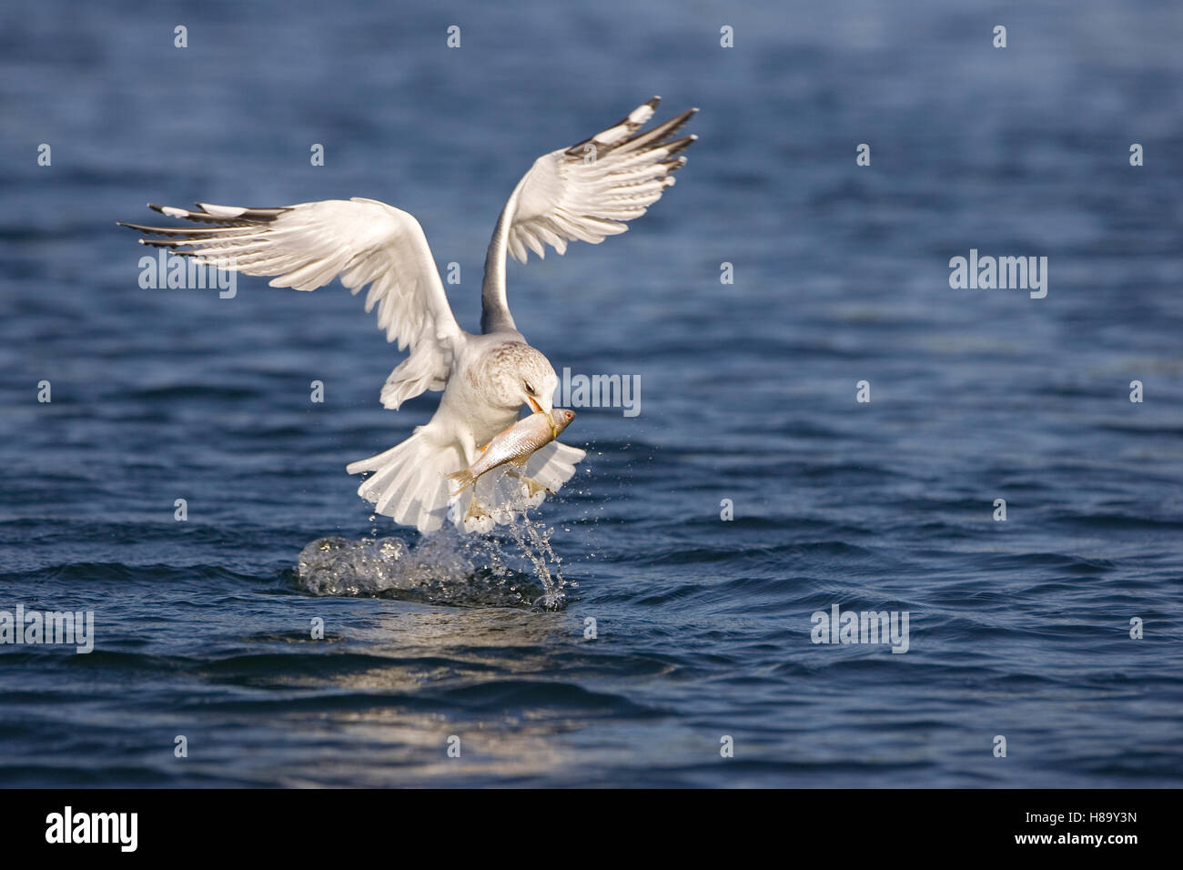 Mew Gull (Larus canus) with captured fish, Germany Stock Photo - Alamy