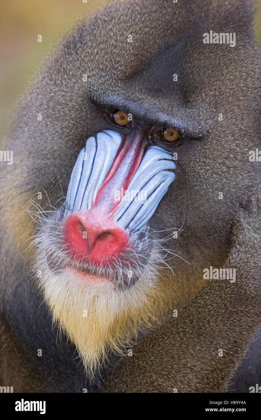 Mandrill (Mandrillus sphinx) male portrait, native to Africa Stock ...