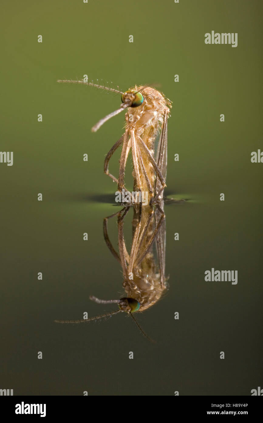 Mosquito (Aedes sp) hatching on waters surface, Germany Stock Photo - Alamy