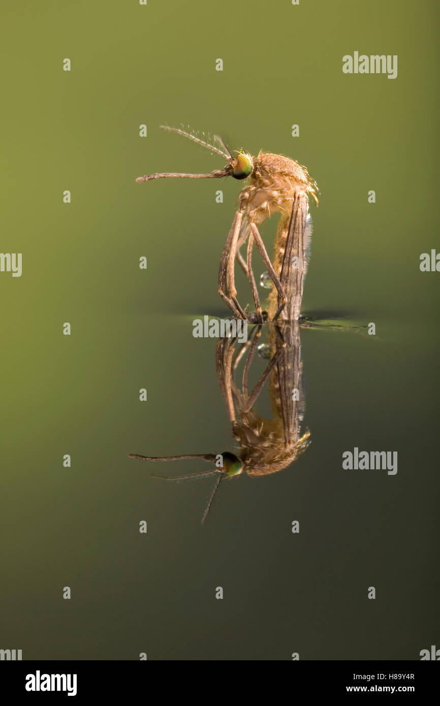 Mosquito (Aedes sp) hatching on waters surface, Germany Stock Photo - Alamy