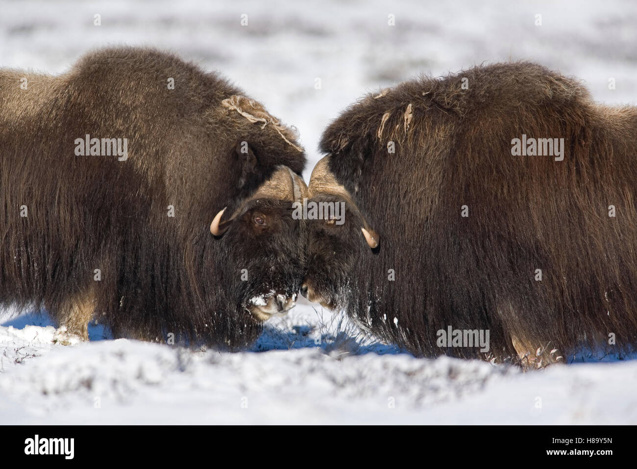 Muskox (Ovibos moschatus) pair fighting, Norway Stock Photo - Alamy