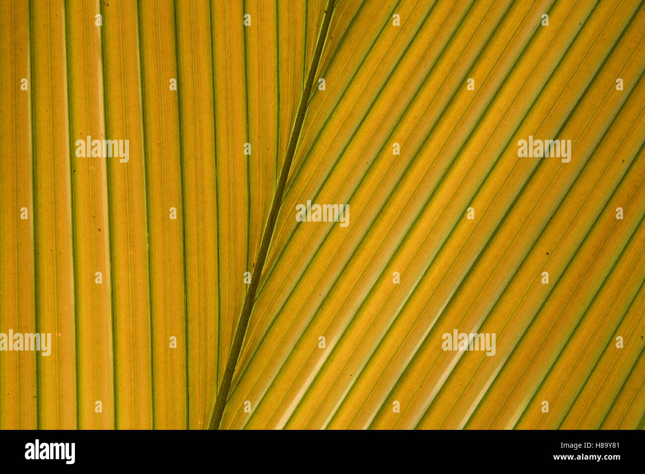 Palm Leaf showing midrib and veination, Yavari River, Amazon Basin ...
