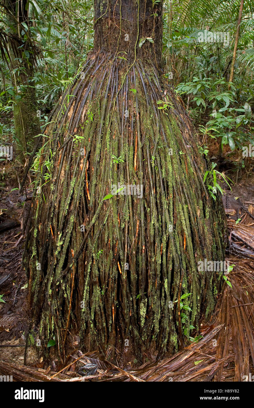 Buriti Palm (Mauritia flexuosa) tree showing root structure in ...