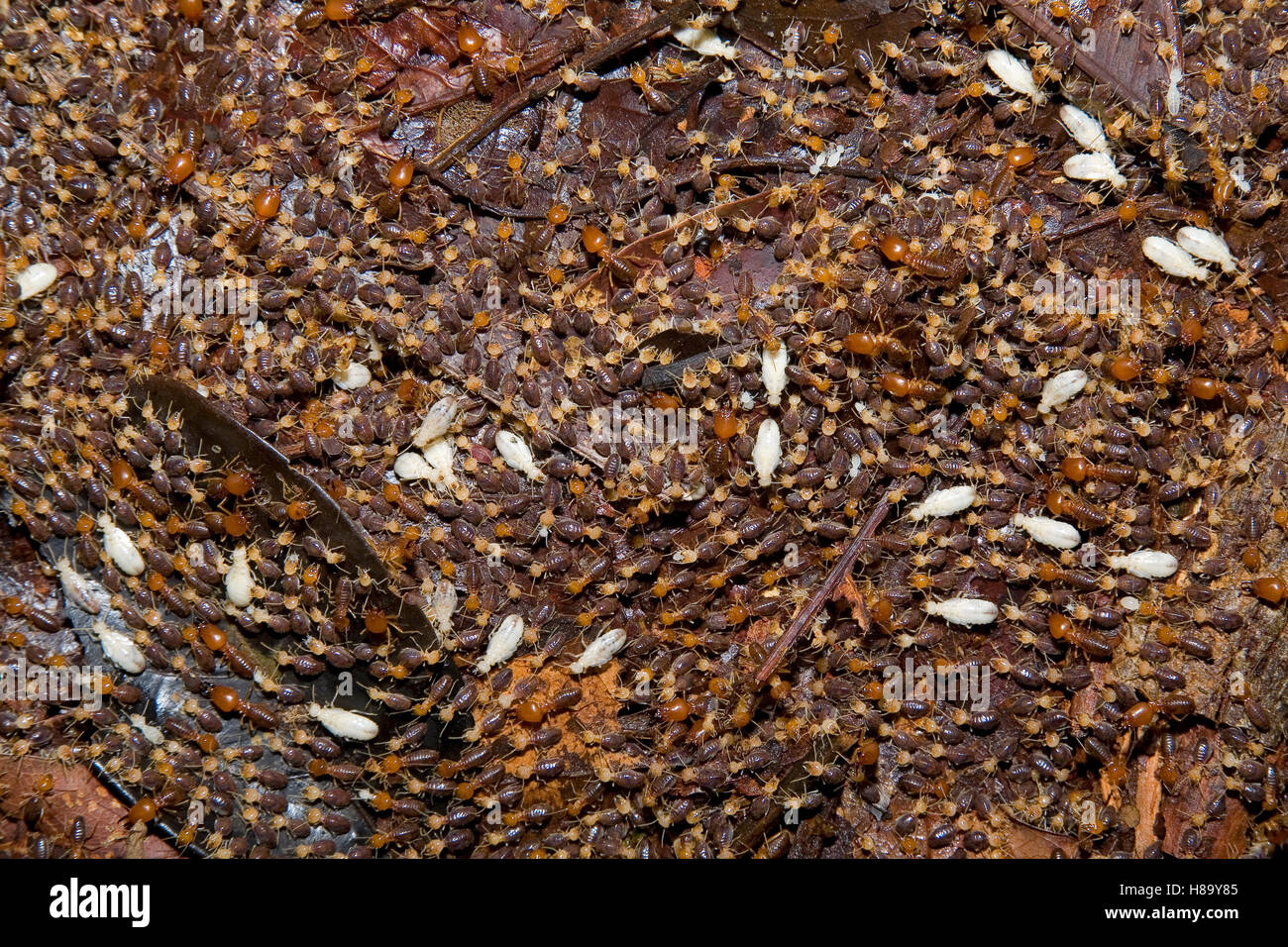 Termite colony migrating across rainforest floor showing workers and ...