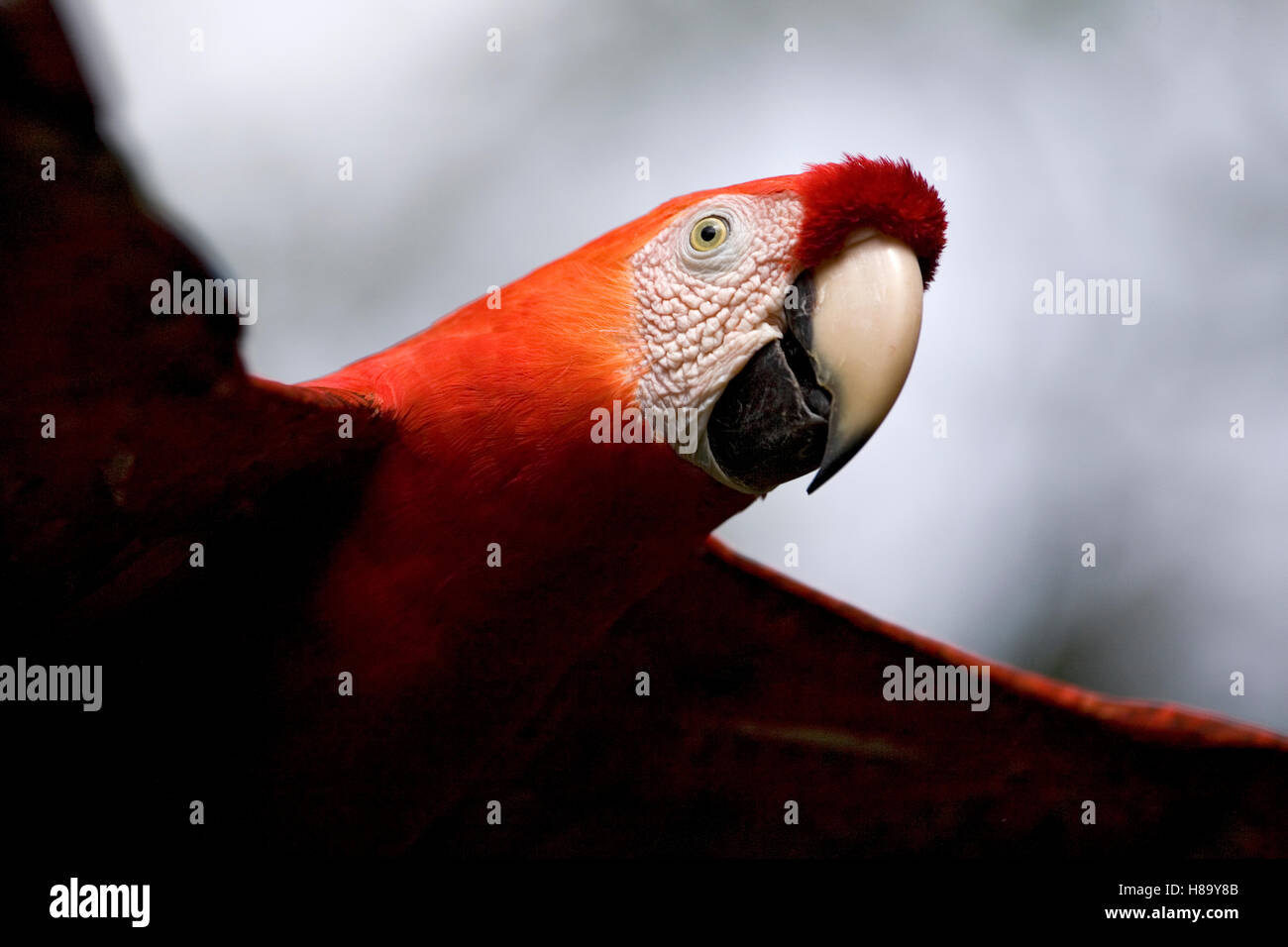 Scarlet Macaw (Ara macao) portrait flying, Amazon Ecosystem, Peru Stock ...