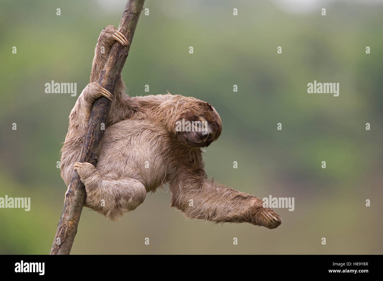 Brown-throated Three-toed Sloth (Bradypus variegatus) hanging in tree ...