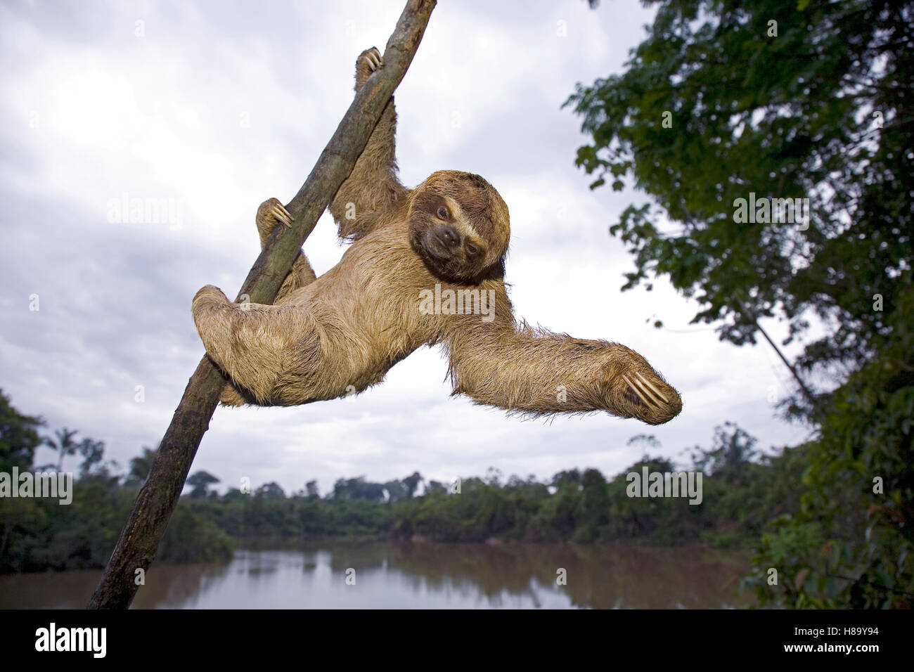 Brown-throated Three-toed Sloth (Bradypus variegatus) hanging in tree ...