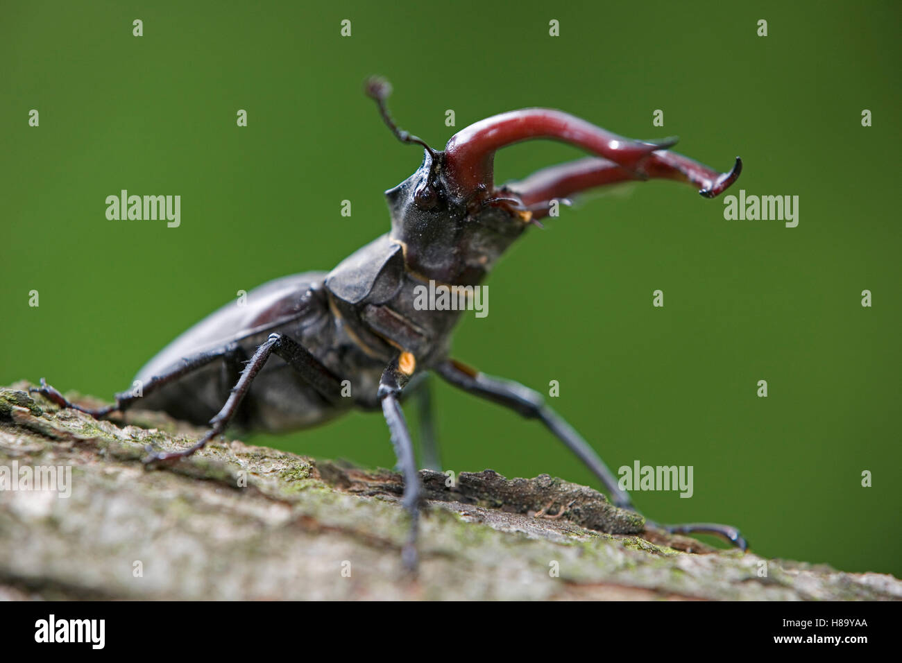 Stag Beetle (Lucanus cervus) showing large jaws, Germany Stock Photo ...
