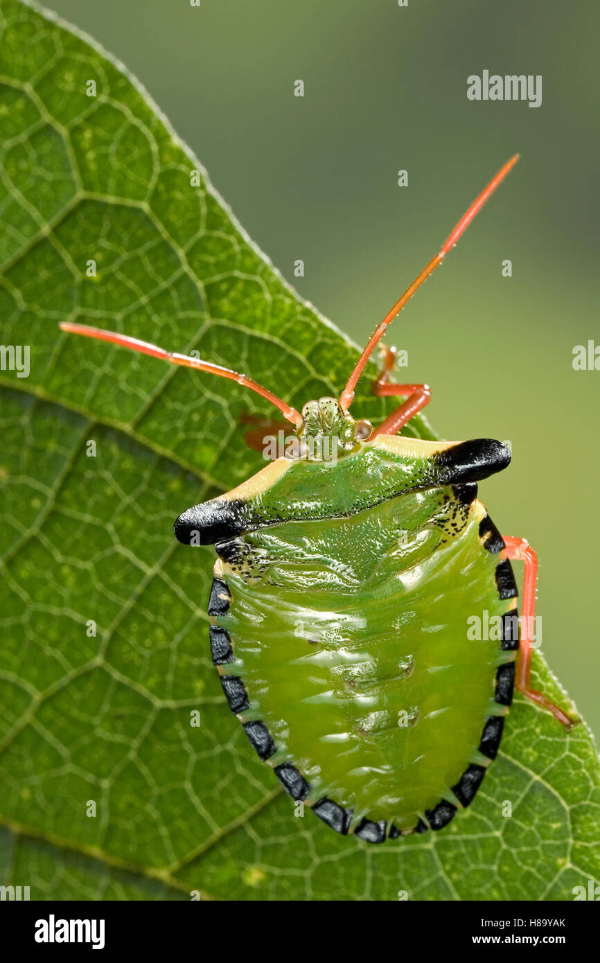Stink Bug (Edessa sp) portrait, a true bug of the Heteroptera suborder ...