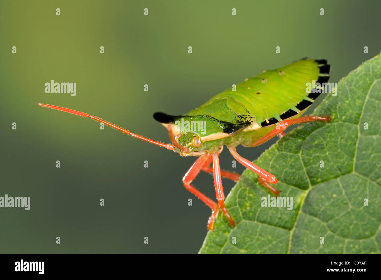 Stink Bug (Edessa sp) portrait, a true bug of the Heteroptera suborder ...