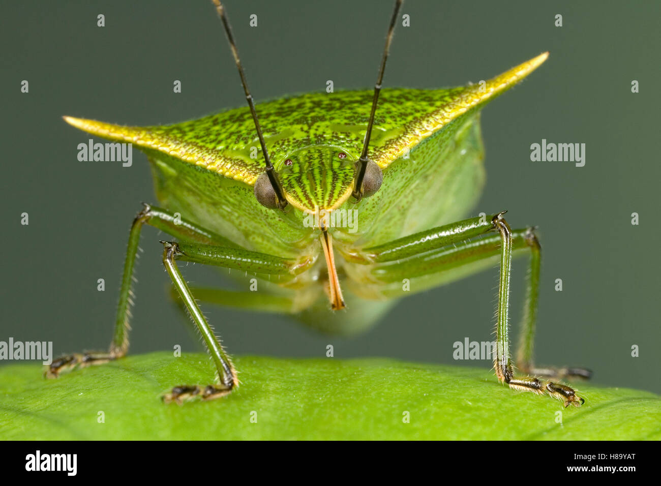 Stink Bug (Loxa viridis) portrait, a true bug of the Heteroptera ...
