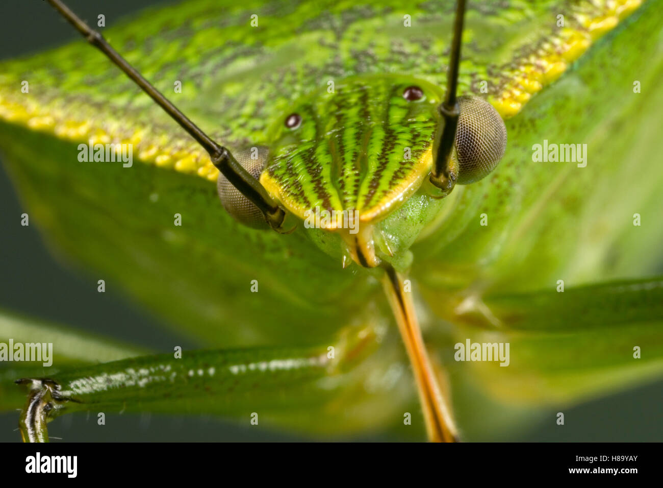 Stink Bug (Loxa viridis) portrait, a true bug of the Heteroptera ...